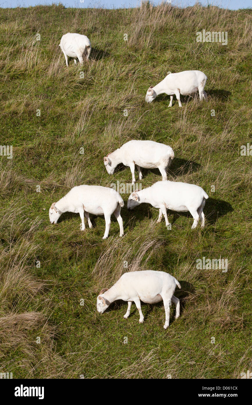 Individual sheep hi-res stock photography and images - Alamy