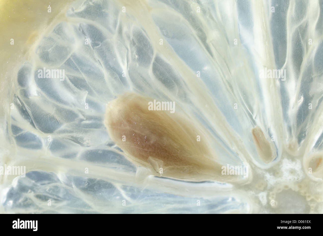 Fruit cell structure hi-res stock photography and images - Alamy