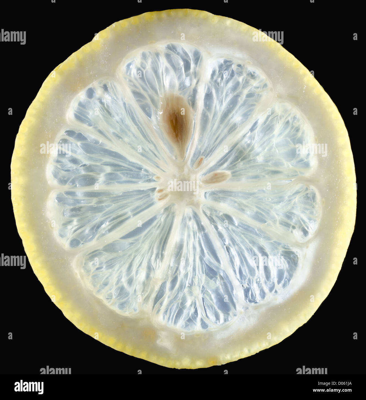 lemon fruit section slice slices isolated on dark black background ...