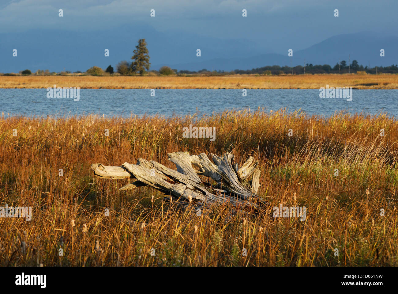 Fraser river delta hi-res stock photography and images - Alamy