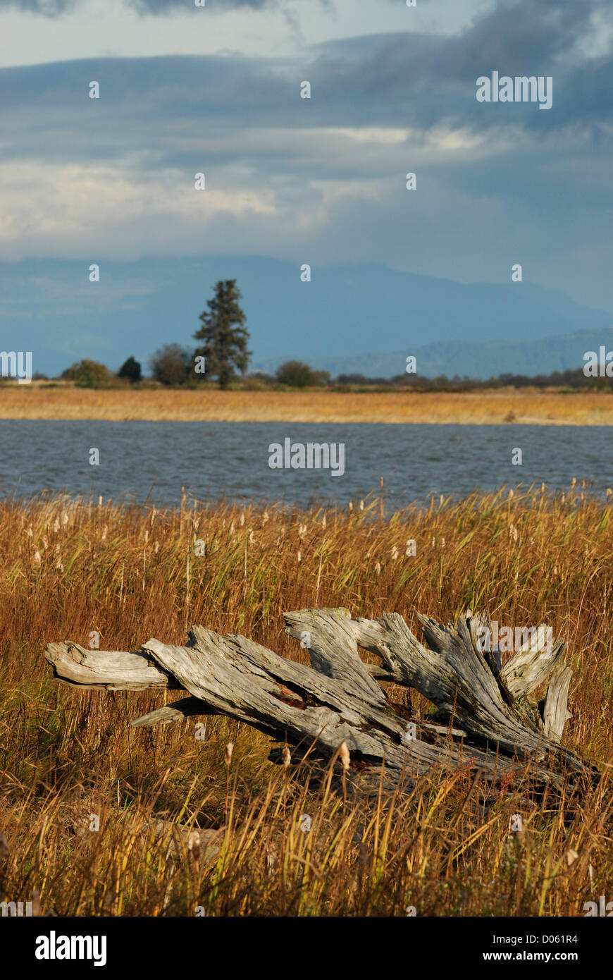 Fraser river delta hi-res stock photography and images - Alamy