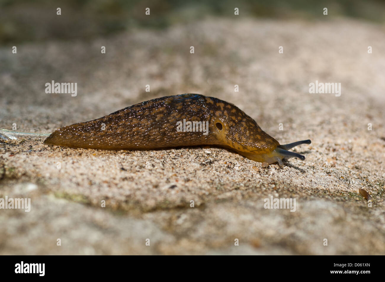 A slug (gastropod mollusk) crawling on rocks, Austin Texas Stock Photo ...