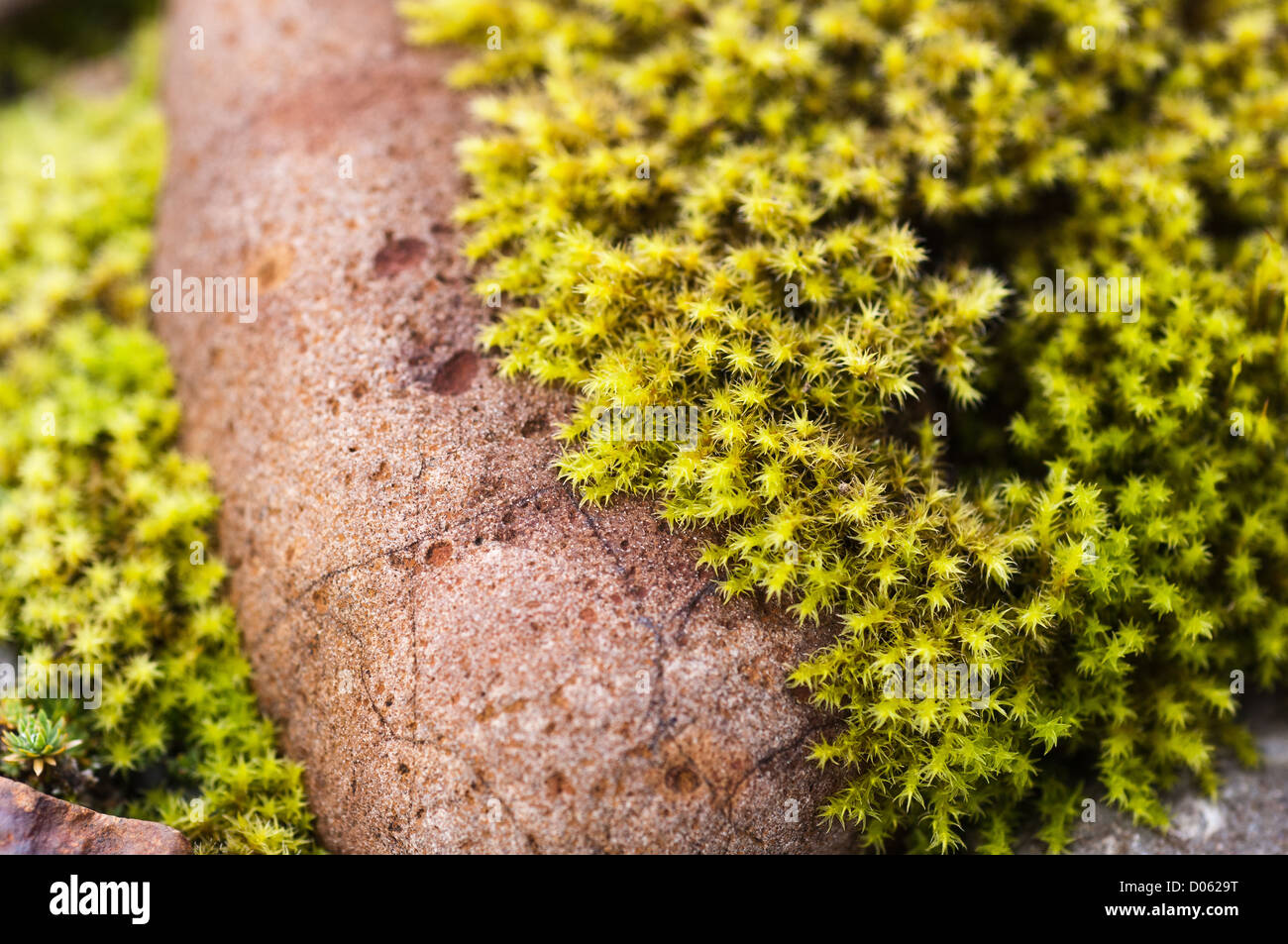Moss and lichens growing on tundra rocks near Chignik Alaska Stock ...