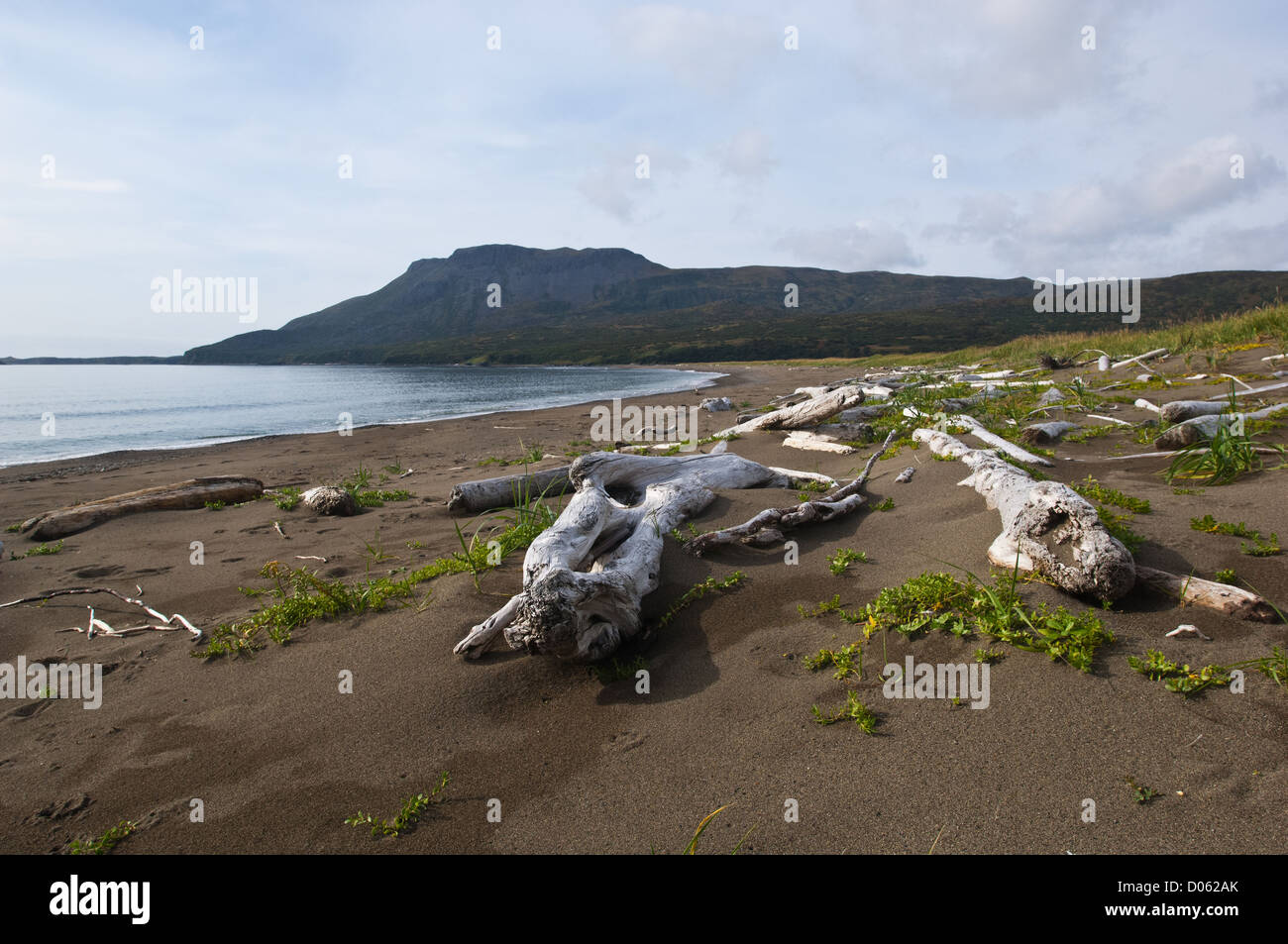 Driftwood on a remote beach near Chignik Alaska Stock Photo - Alamy