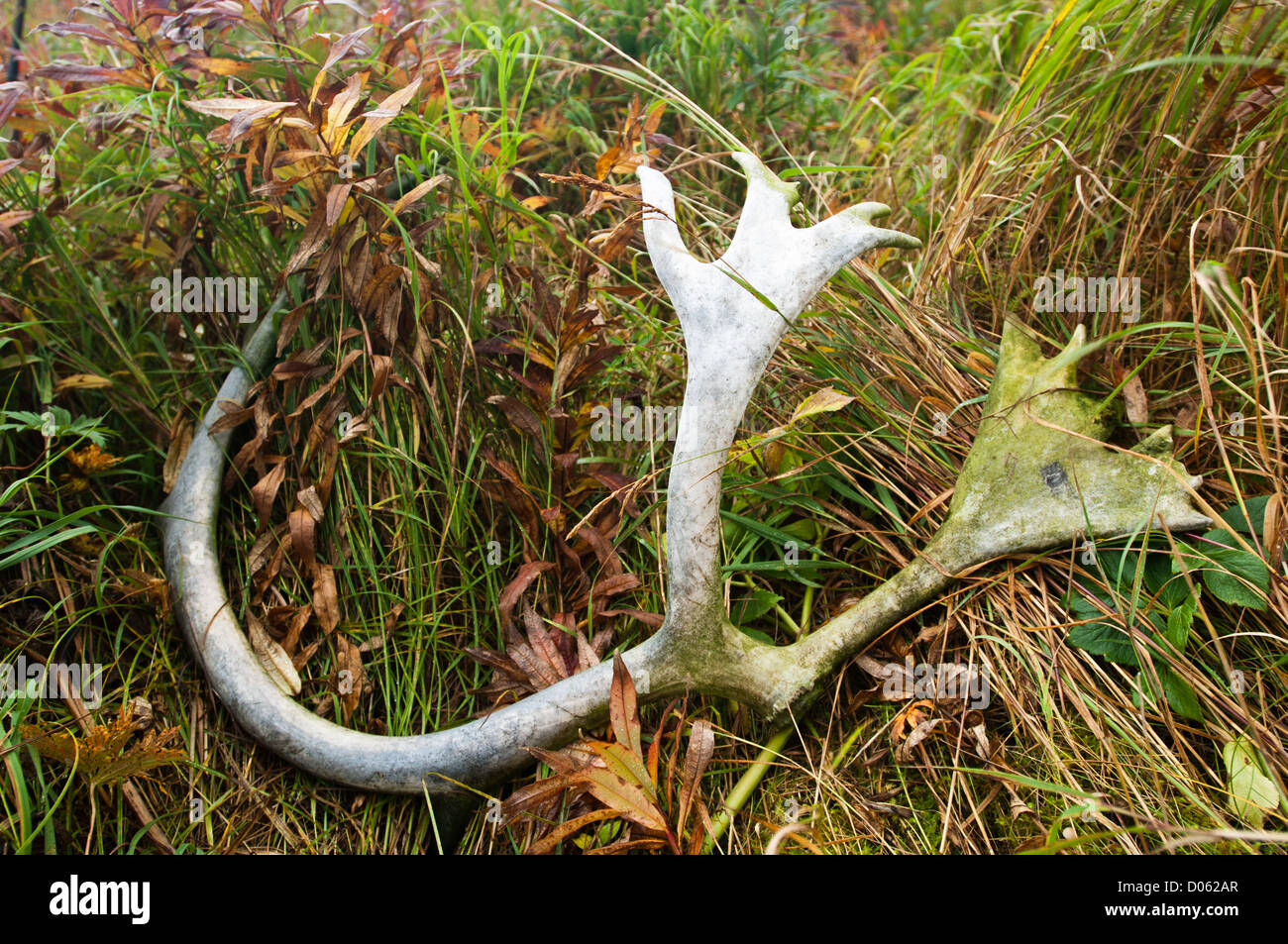 A bull caribou antler lying on the tundra near Chignik Alaska Stock ...