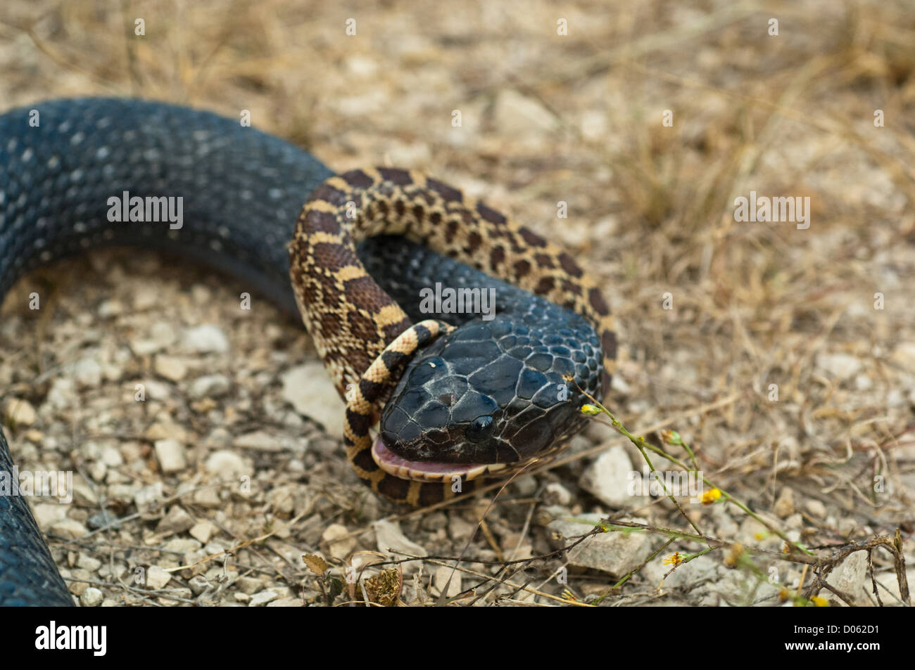 An indigo snake swallowing and eating a bullsnake, Spofford Texas Stock ...