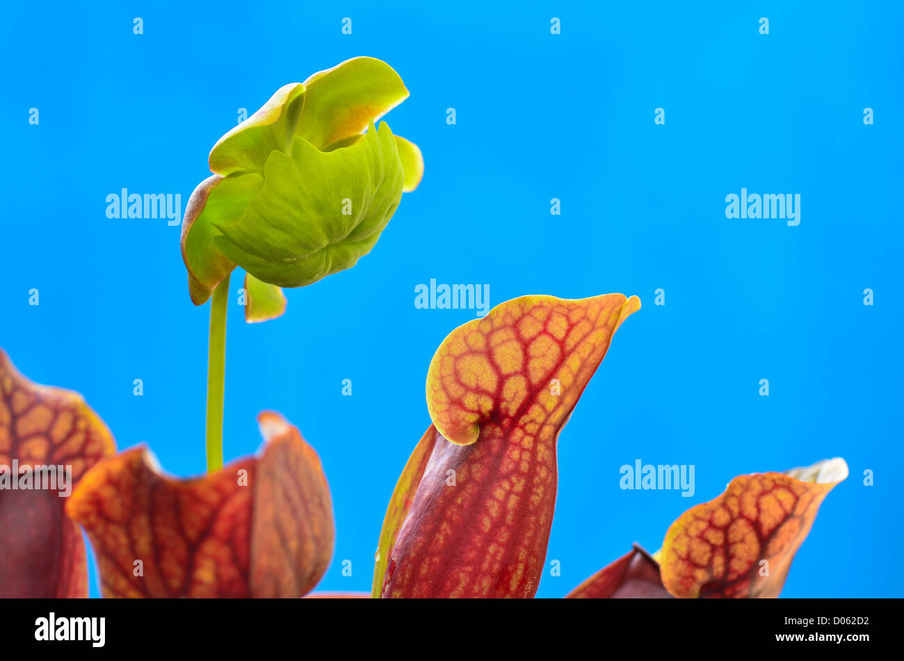flower of Sarracenia (Pitcher Plant) after pollination Stock Photo - Alamy