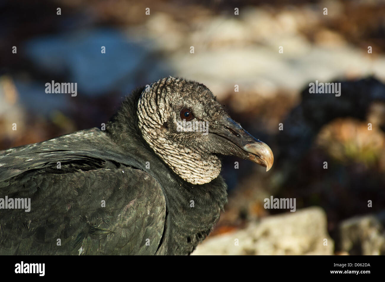 A black vulture near Austin Texas Stock Photo - Alamy