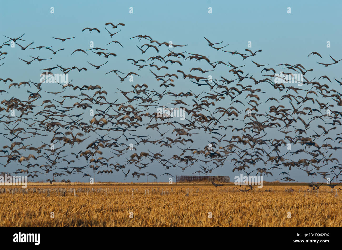 A flock of sandhill cranes leaving a grain field on a farm near ...