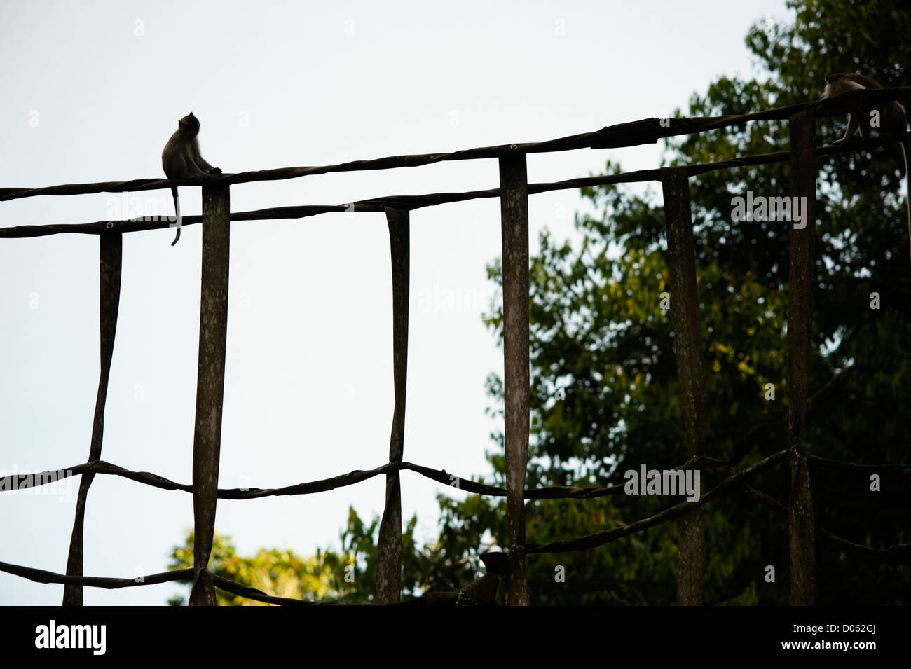 Long tailed macaque monkey sitting on bridge on Kinabatangan River ...