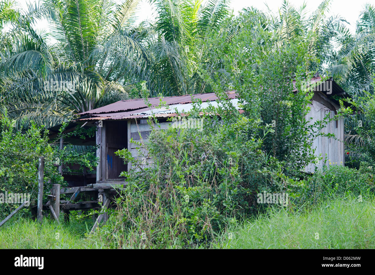 Wooden shed at waters edge on edge of palm oil plantation, Kinabatangan ...
