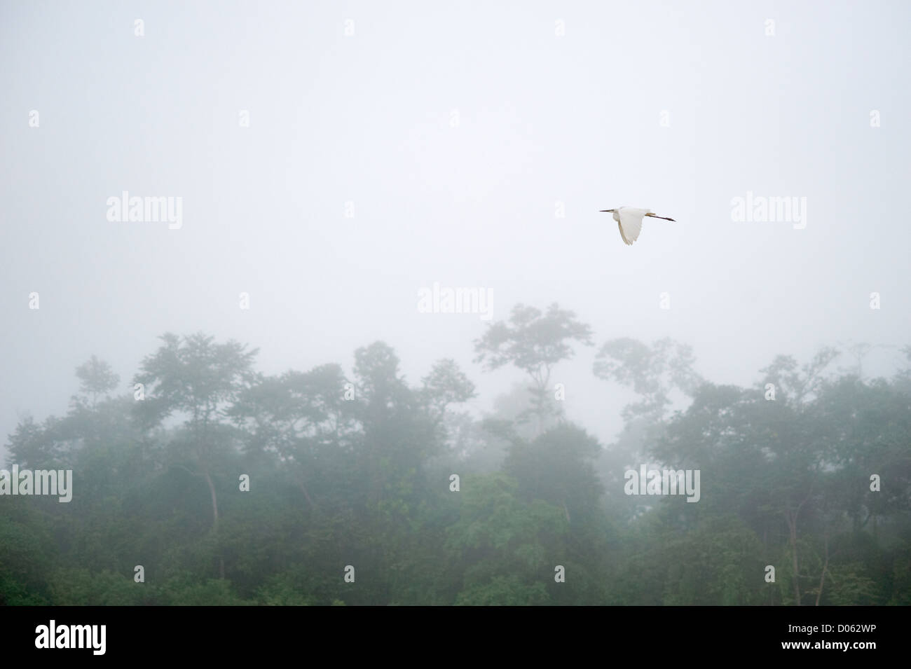 White egret flying through mist, Kinabatangan River, Sabah, Borneo ...