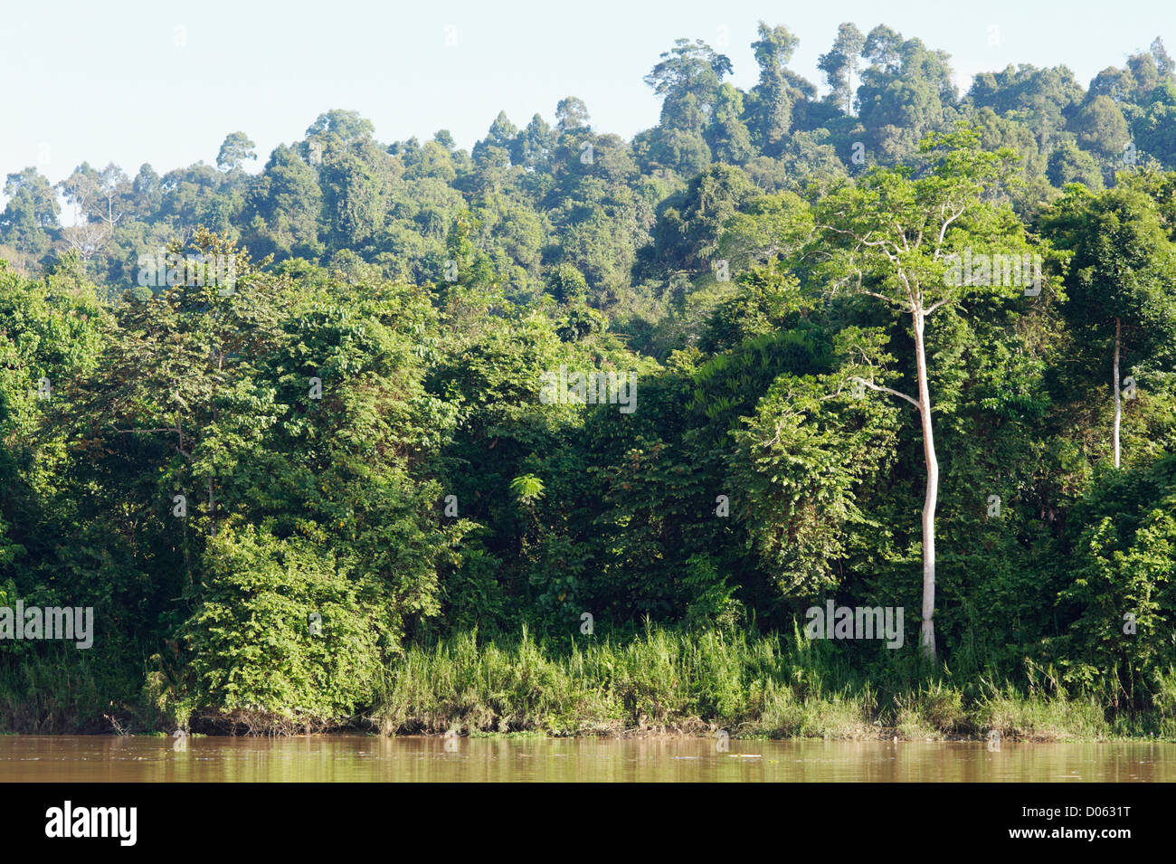 Trees on bank of Kinabatangan River, Sabah, Borneo Stock Photo - Alamy