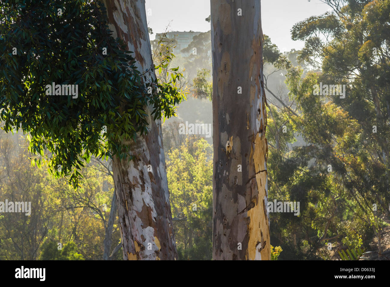 Balboa Park, San Diego, California - Eucalyptus trees Stock Photo - Alamy
