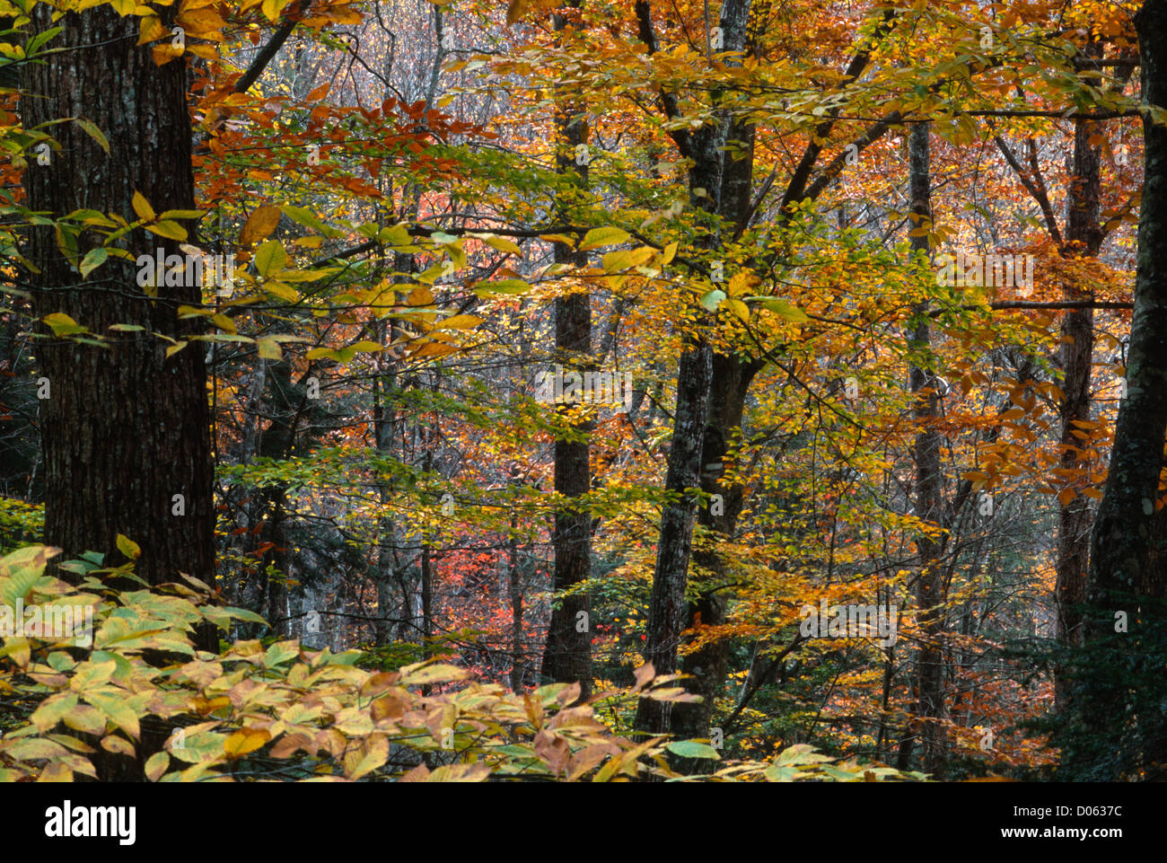 Natural Bridge State Park, Kentucky Stock Photo - Alamy