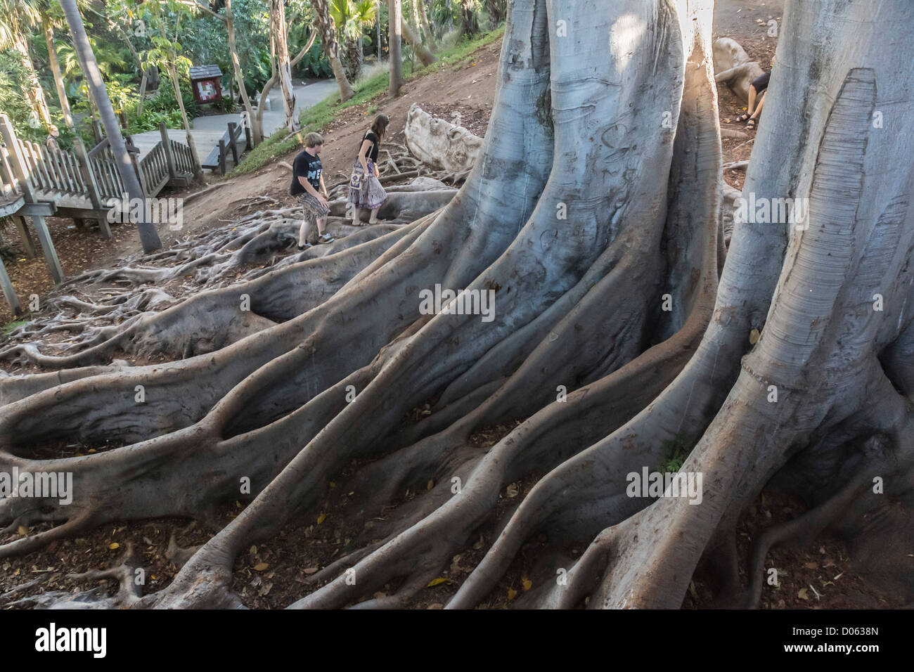 Balboa Park, San Diego, California - exploring giant fig tree roots ...