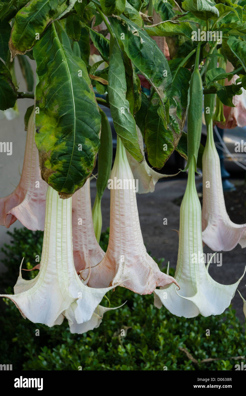 Datura High Resolution Stock Photography and Images - Alamy