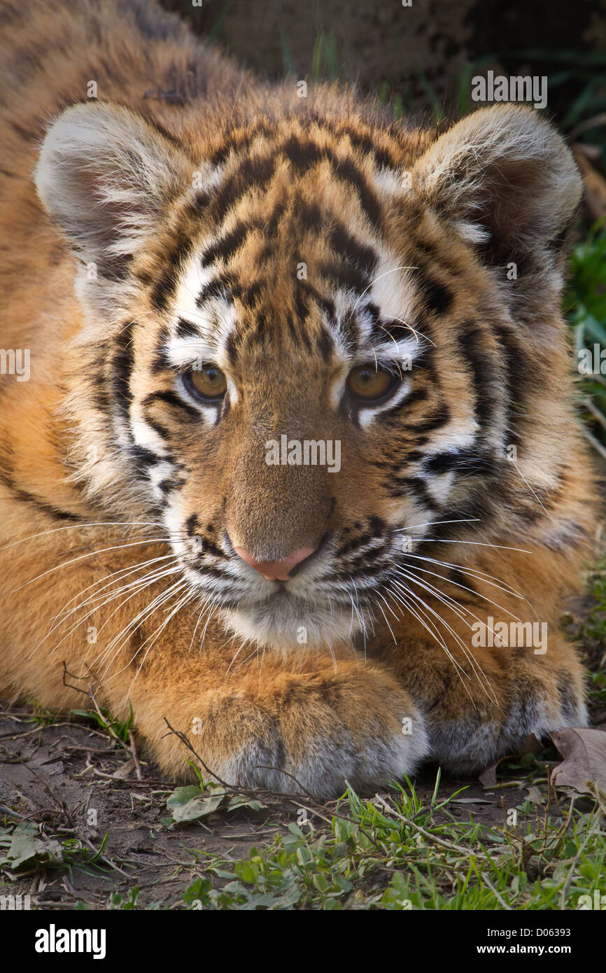 Baby tiger cub hi-res stock photography and images - Alamy