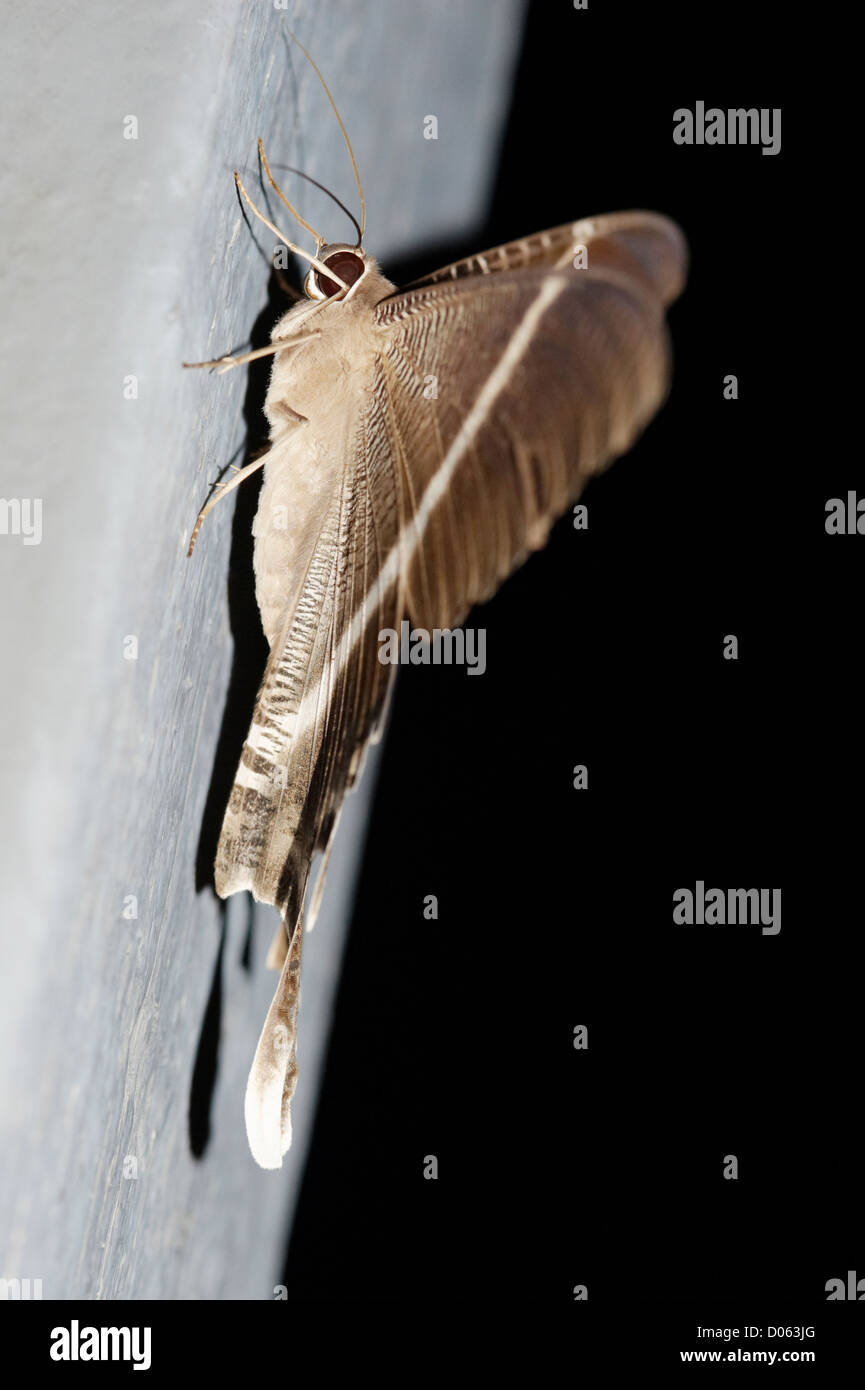 Asian moths hi-res stock photography and images - Alamy