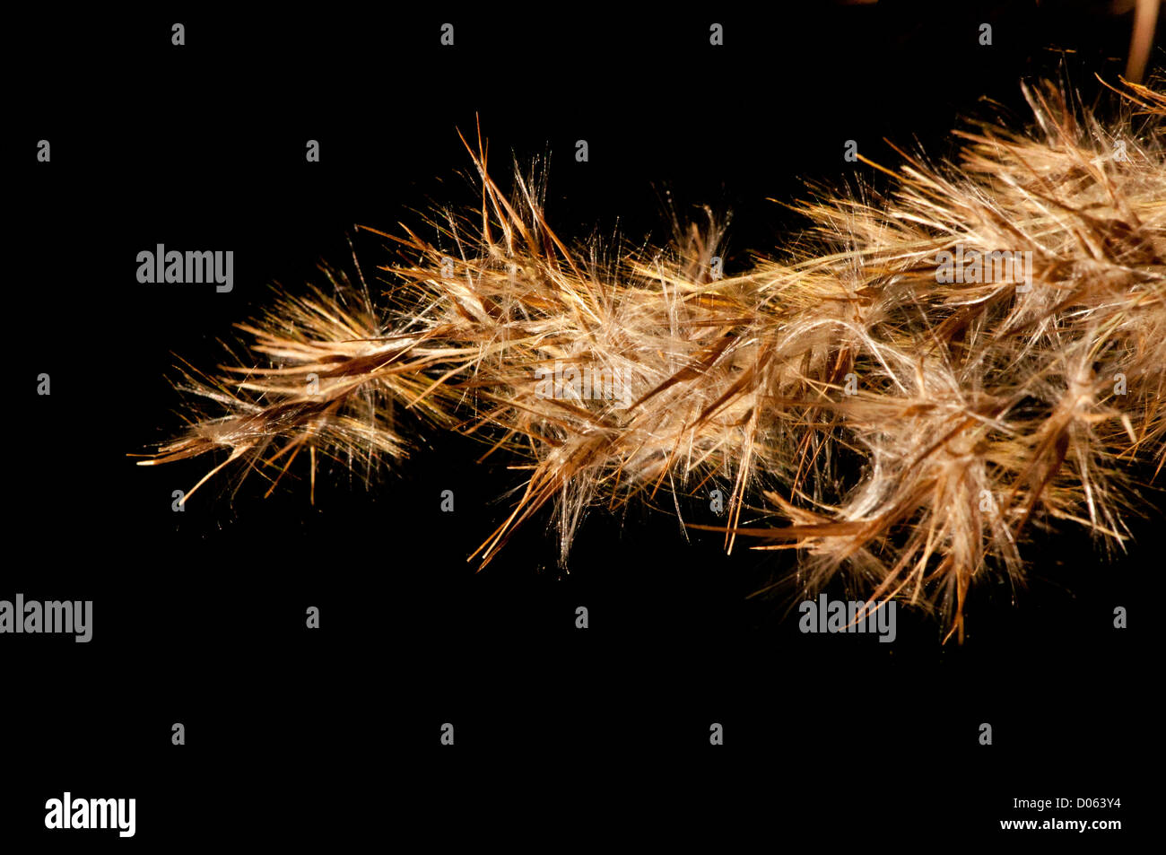Seeds of reed phragmites hi-res stock photography and images - Alamy