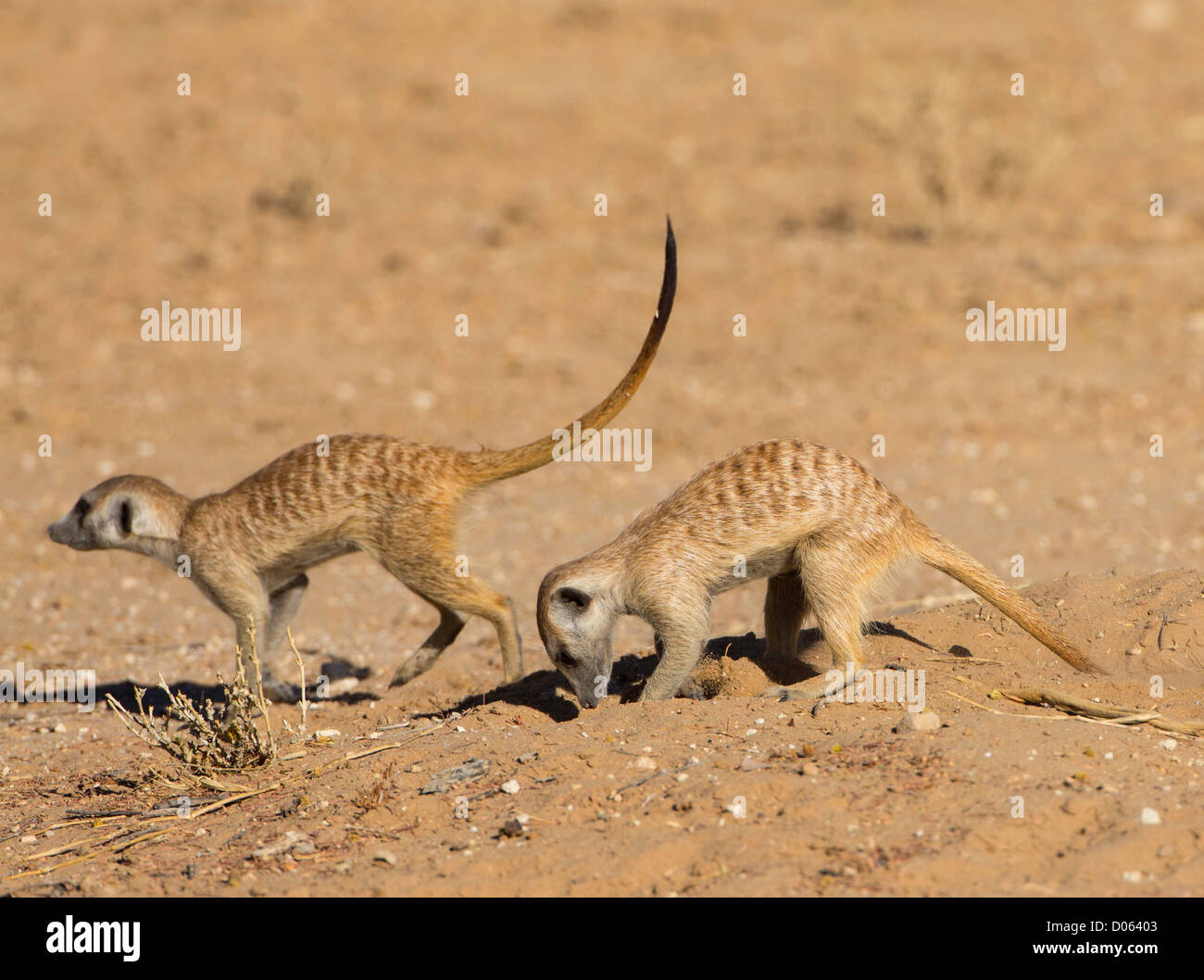 Meerkat Digging High Resolution Stock Photography and Images - Alamy