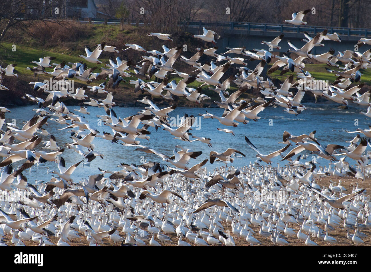 Snow Geese migrating south in autumn Stock Photo - Alamy