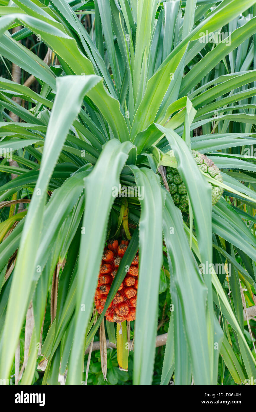 Screw Pine (Panadanus) on tropical beach, Lankayan Island, Borneo Stock ...