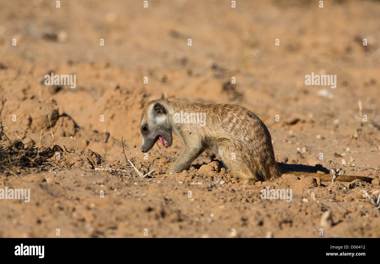 suricate meerkat eating insect Stock Photo - Alamy