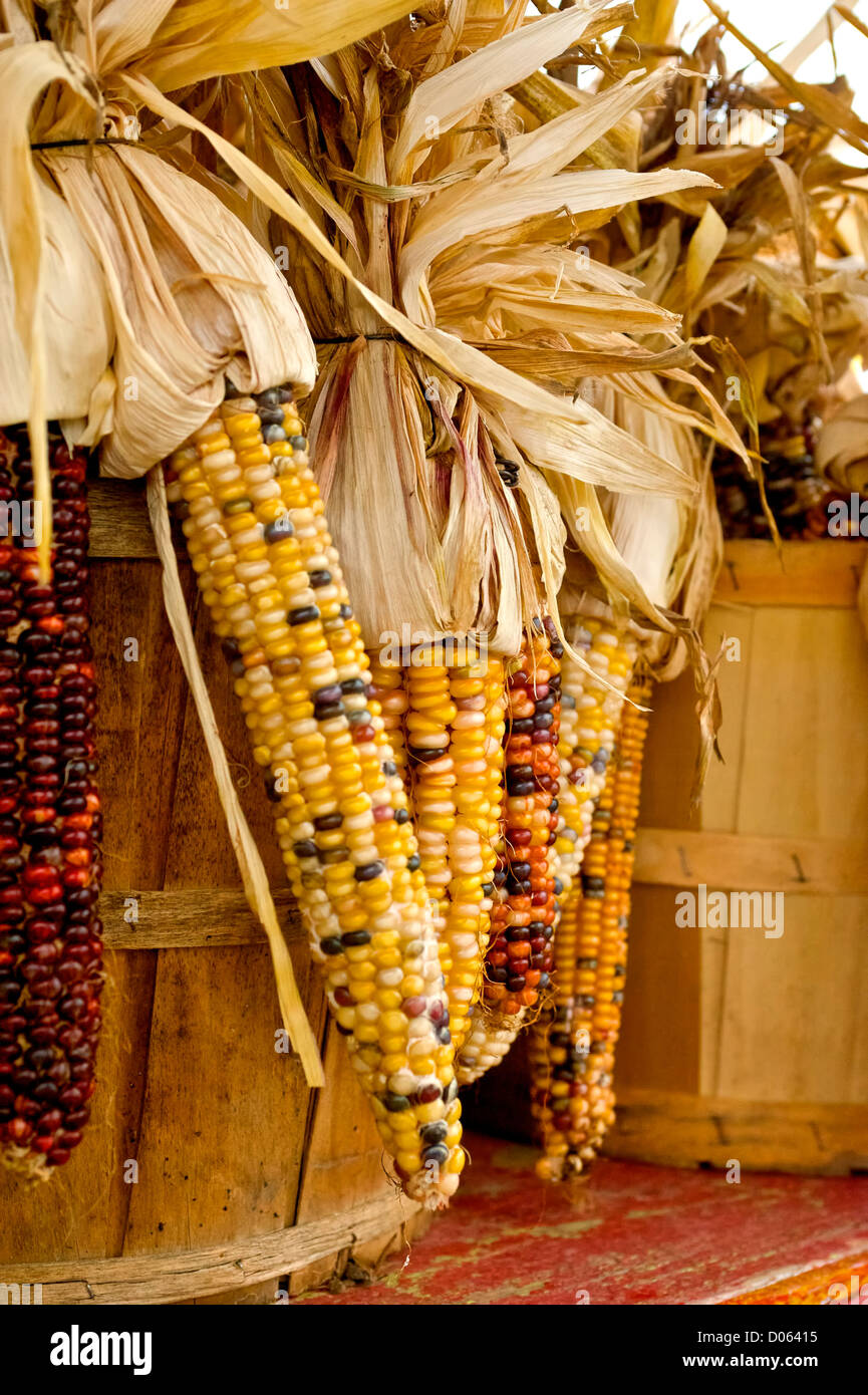 Indian corn available in the Autumn at the end of the corn harvest ...