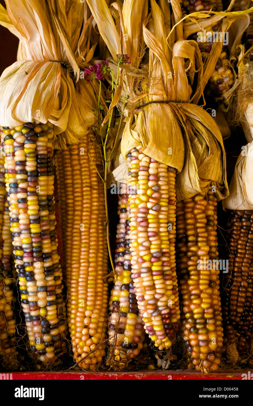 Indian corn available in the Autumn at the end of the corn harvest ...