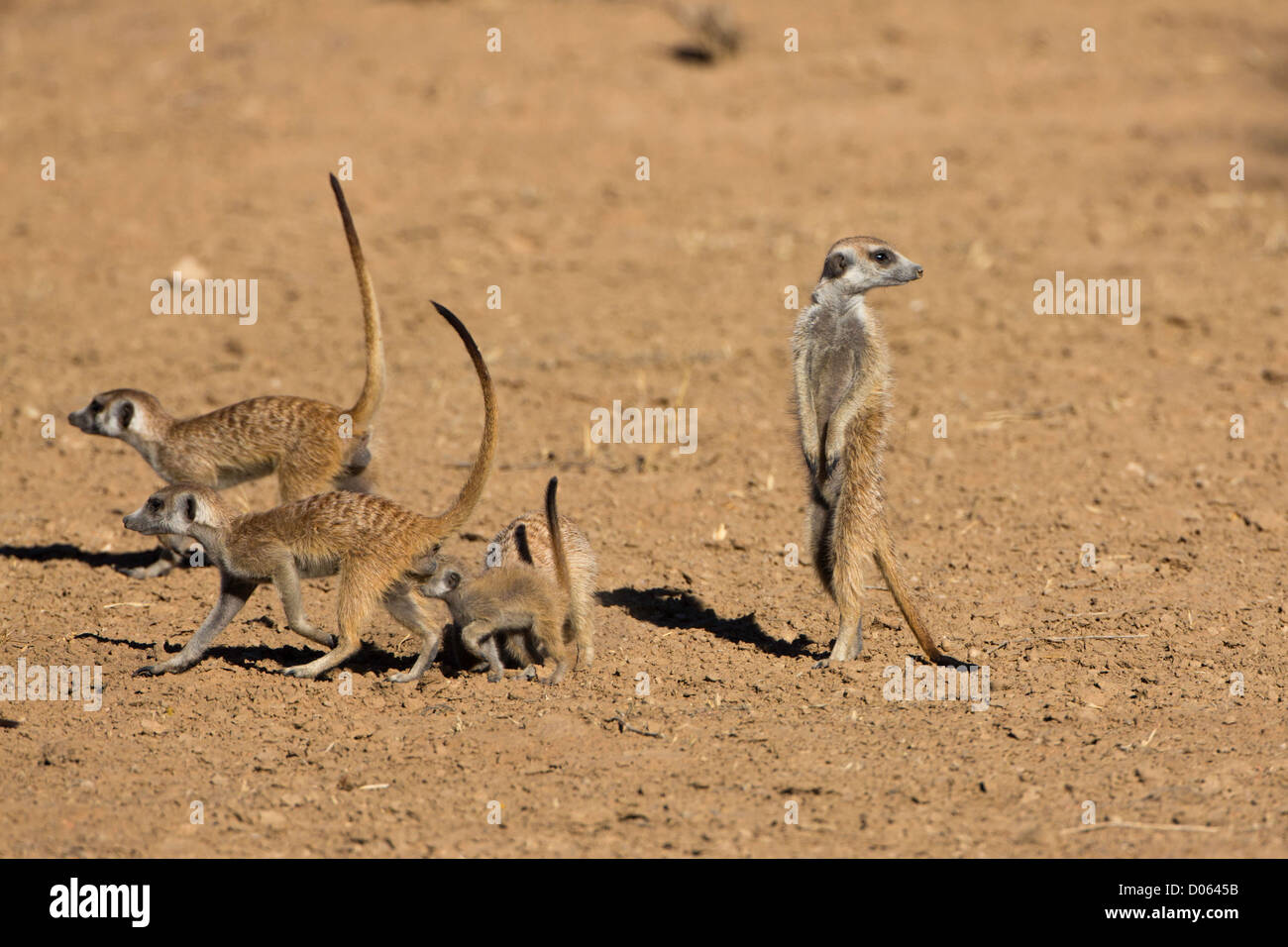 suricate meerkat group forage Stock Photo - Alamy