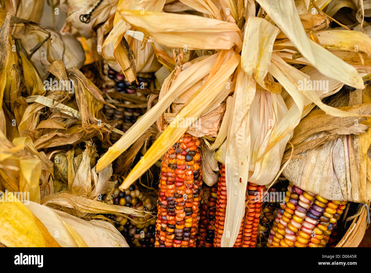 Indian corn available in the Autumn at the end of the corn harvest ...