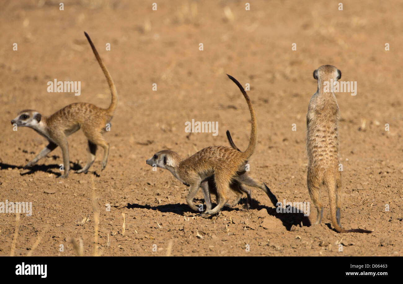 suricate meerkat group forage Stock Photo - Alamy