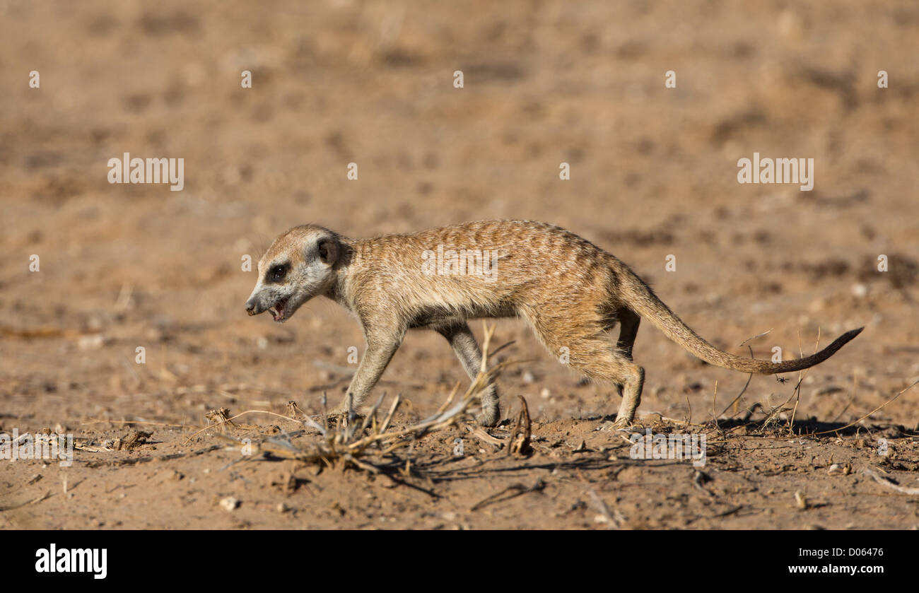suricate meerkat showing teeth Stock Photo - Alamy