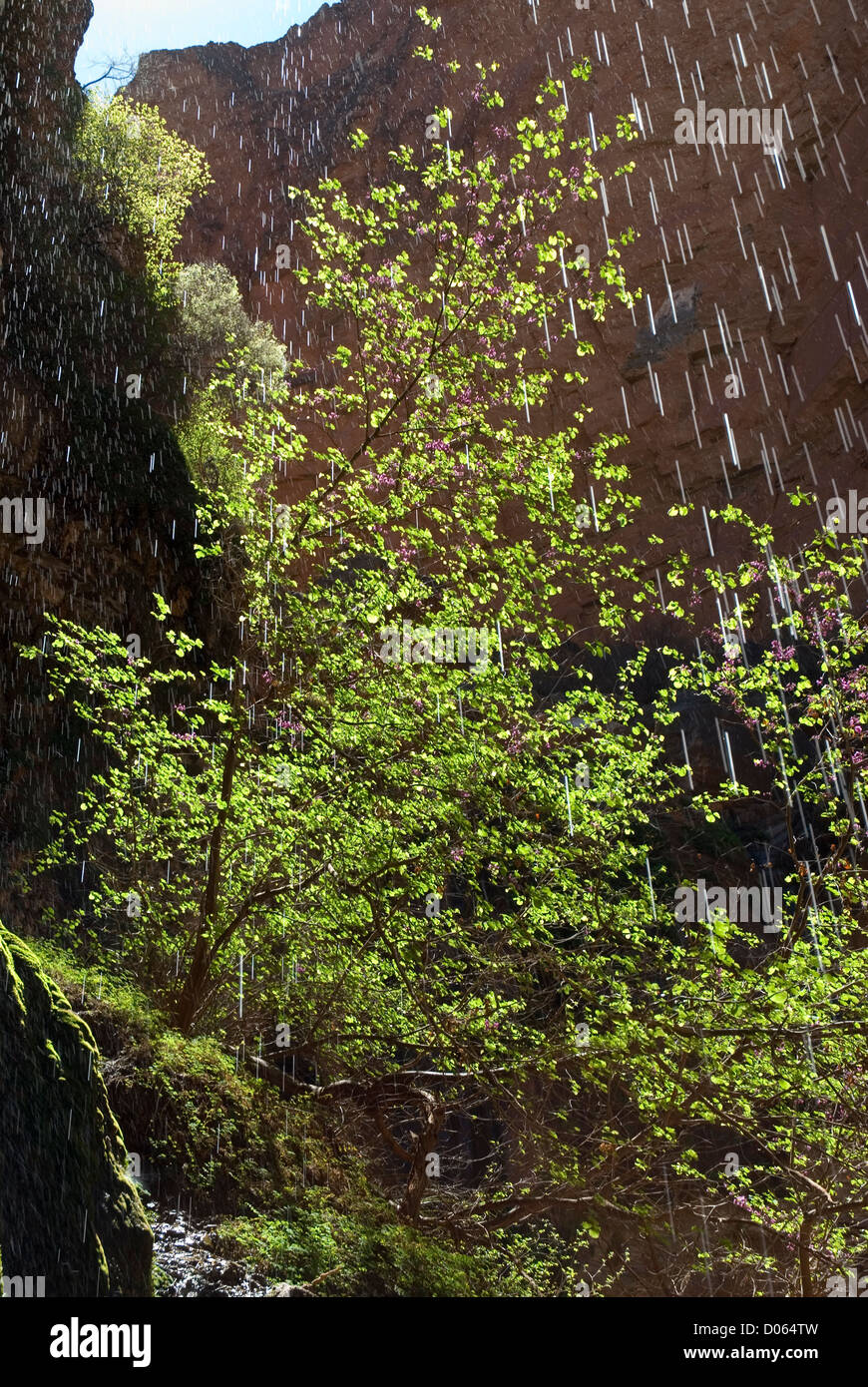 Water droplets falling from dripping spring in Elves Chasm, Grand ...