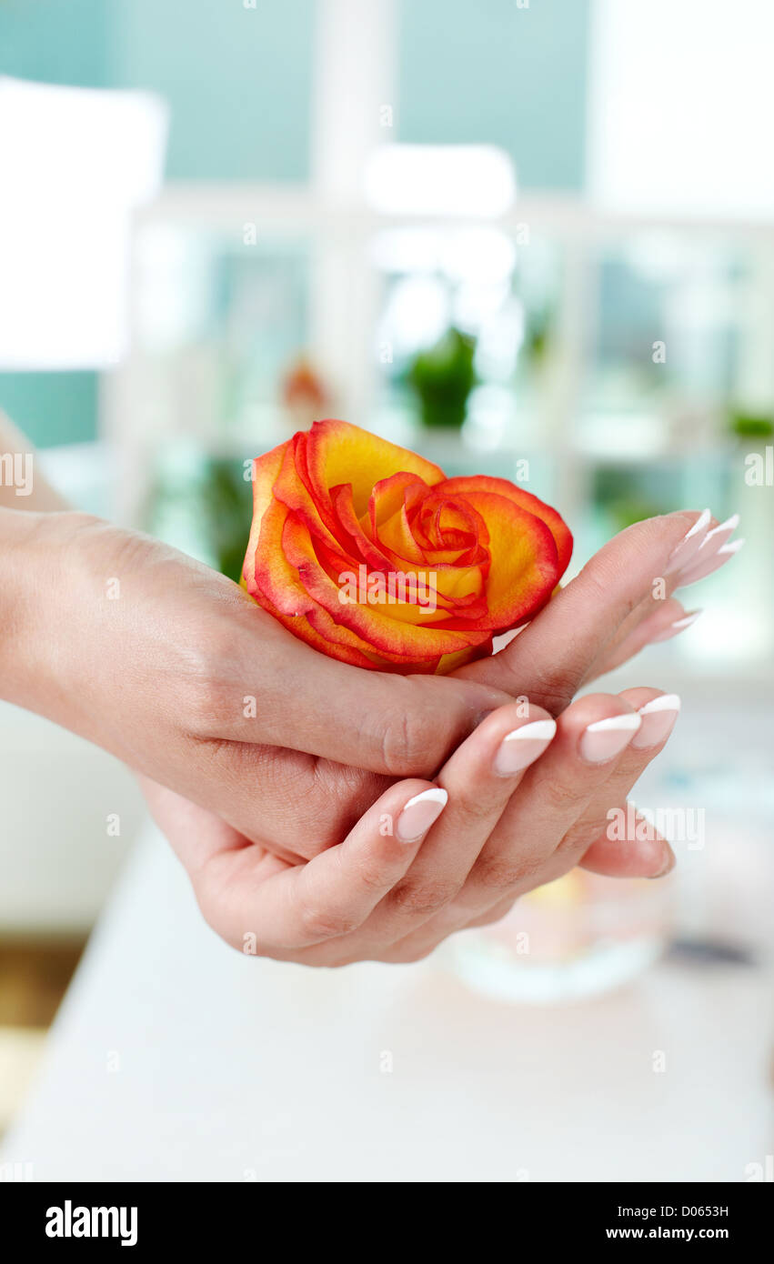 French Rosebud