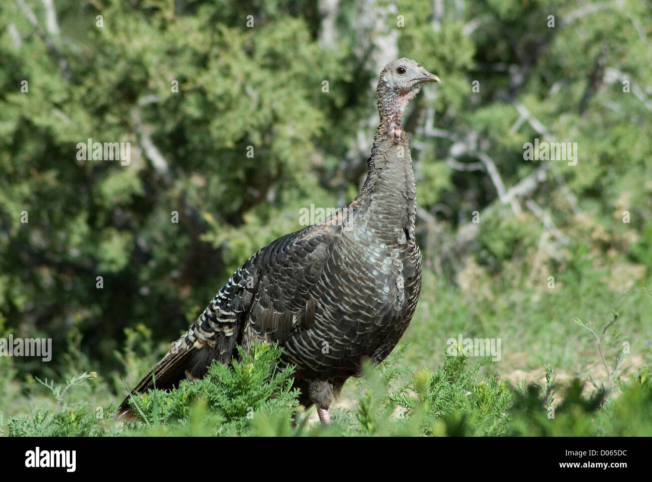 Wild turkey in Southern Utah Stock Photo - Alamy