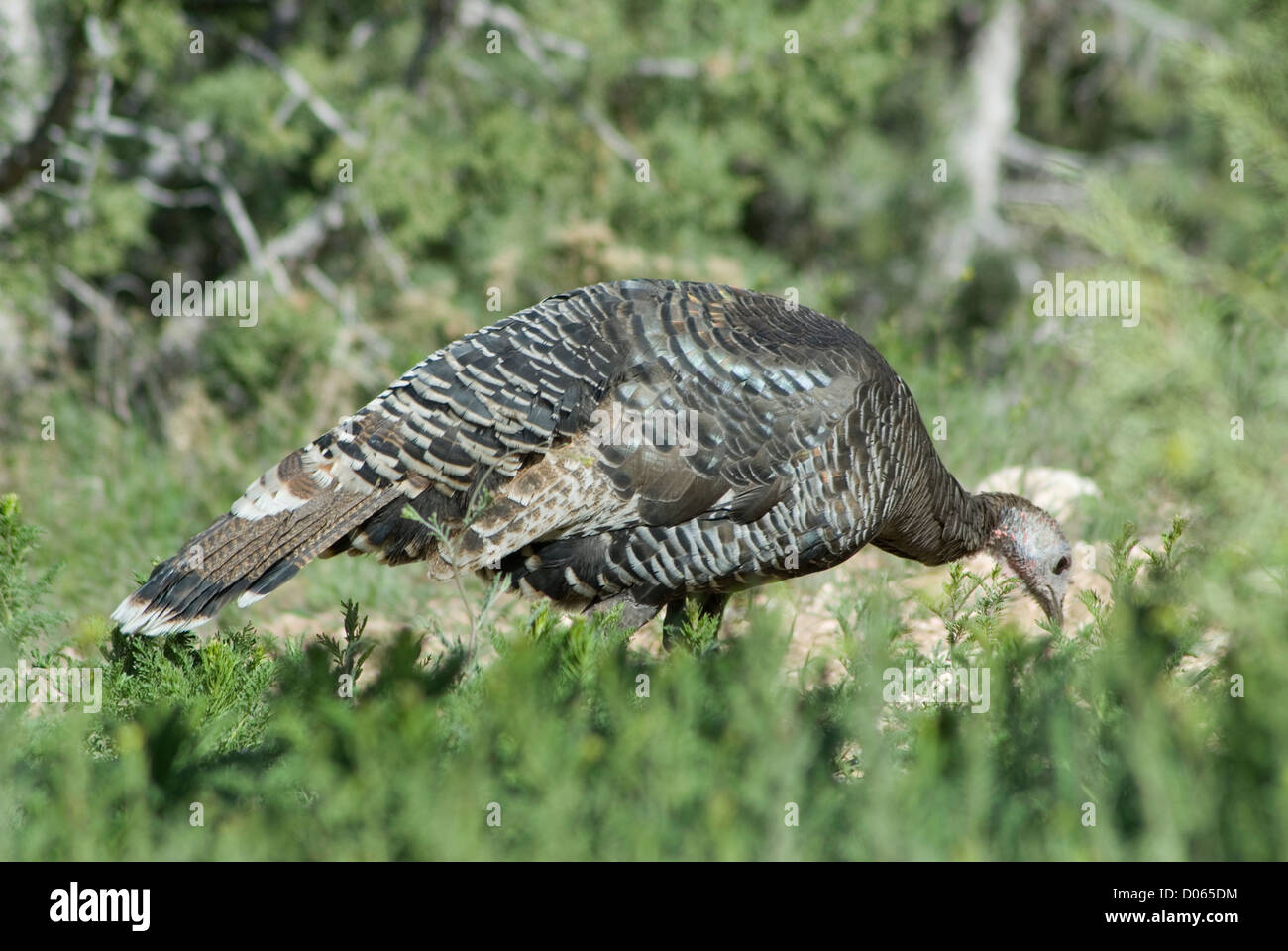 Wild turkey in Southern Utah Stock Photo - Alamy