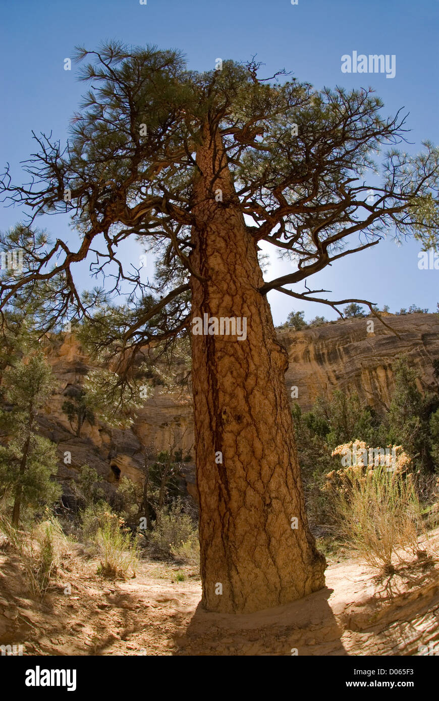 Ponderosa pine tree in Willis Canyon, Utah Stock Photo - Alamy