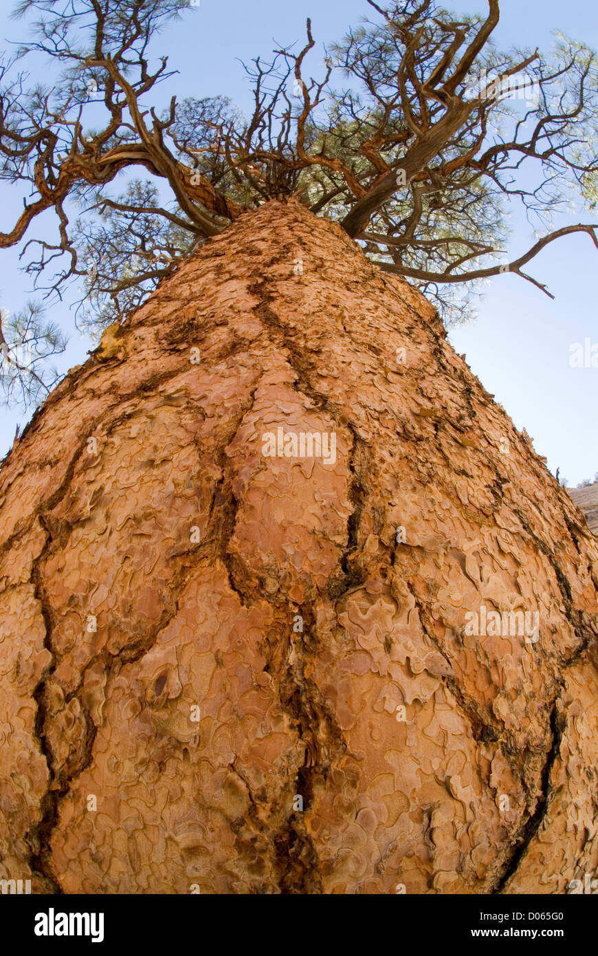 Ponderosa pine tree in Willis Canyon, Utah Stock Photo - Alamy