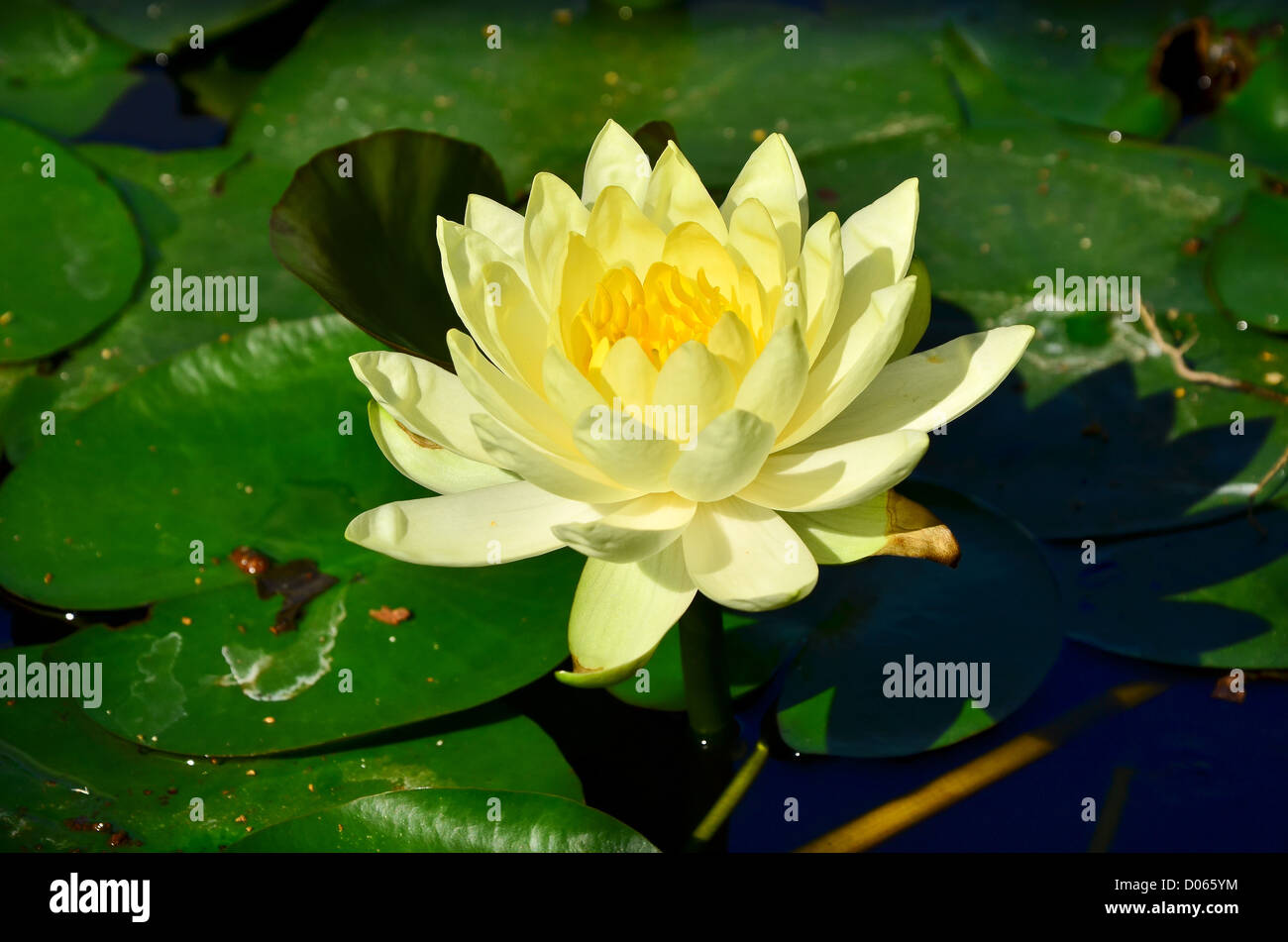 Calls flowers hi-res stock photography and images - Alamy