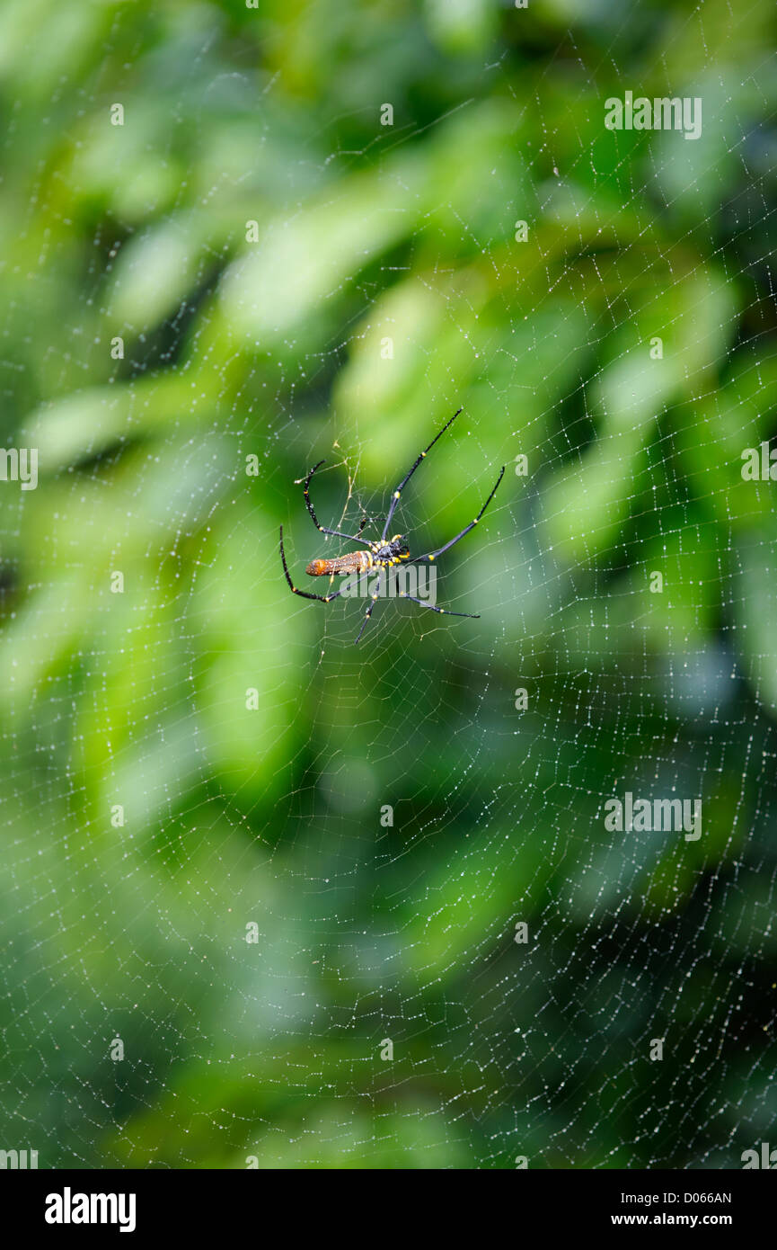 Tropical rainforest insects hi-res stock photography and images - Alamy