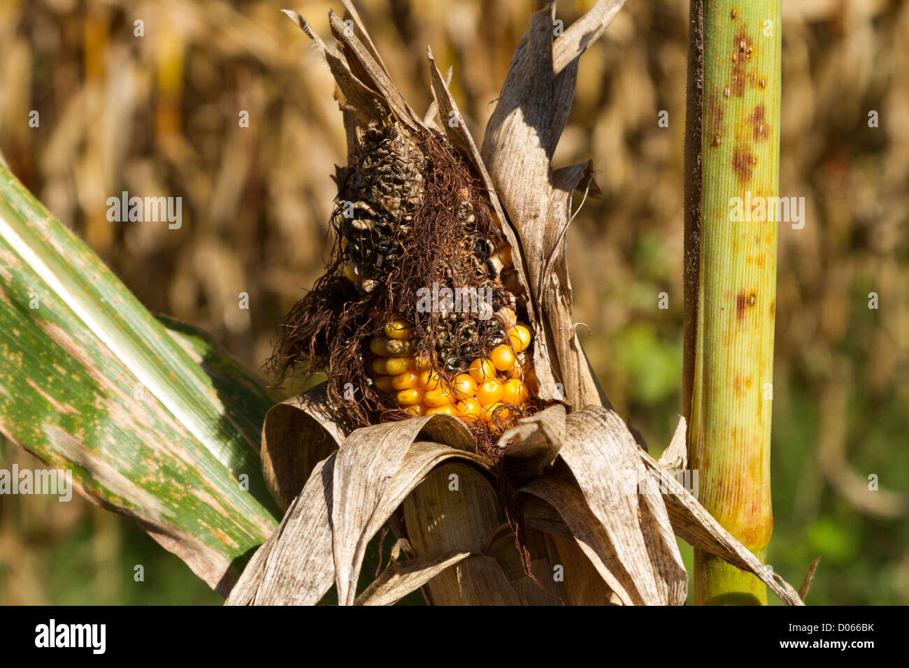 Sack Of Corn State Of Decay 2 at Frank Keith blog