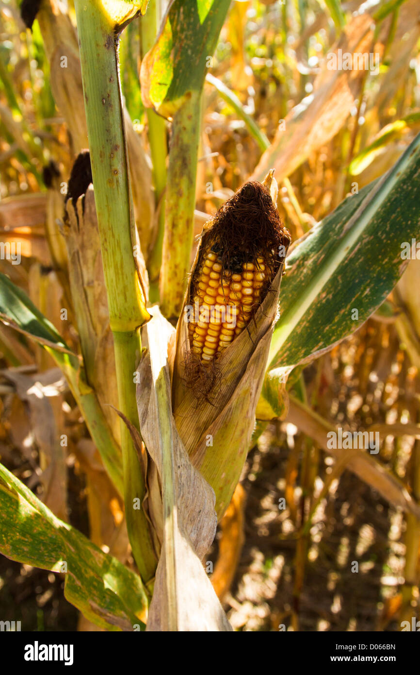 Dent corn hi-res stock photography and images - Alamy