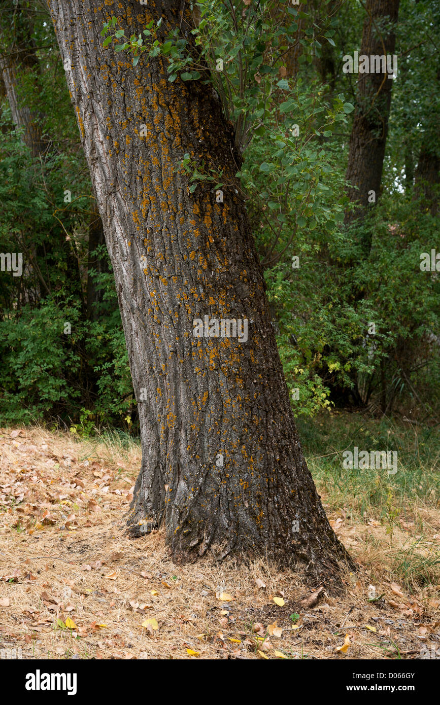 Tree inclined hi-res stock photography and images - Alamy
