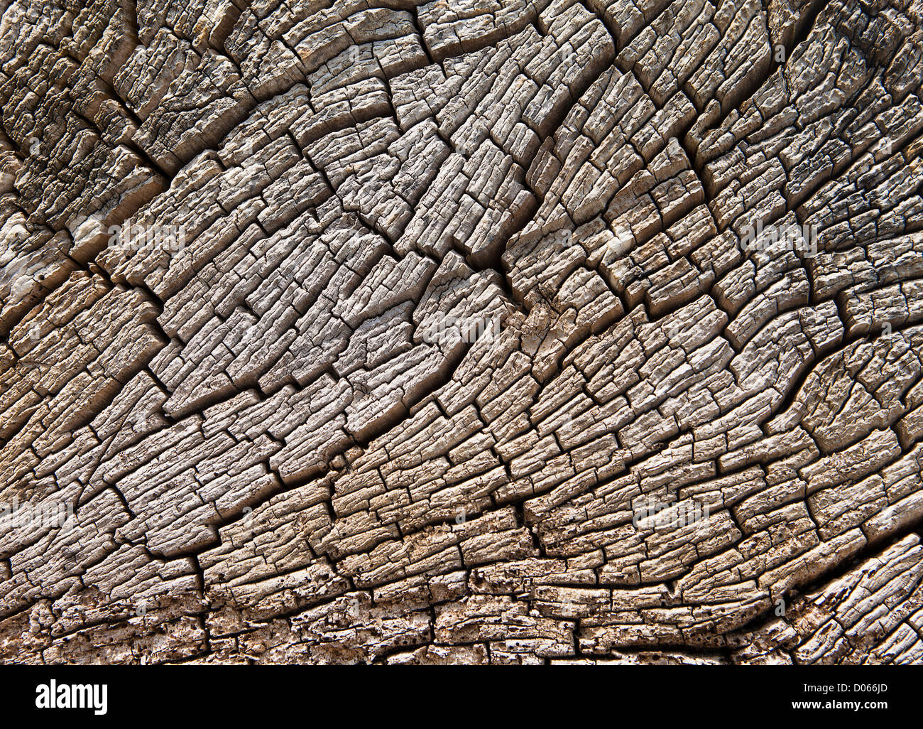 Driftwood Stump Texture Stock Photo - Alamy