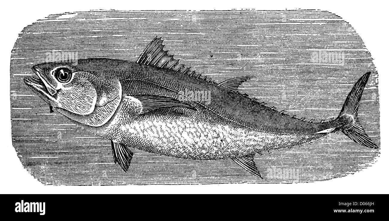 Tuna drawing hi-res stock photography and images - Alamy