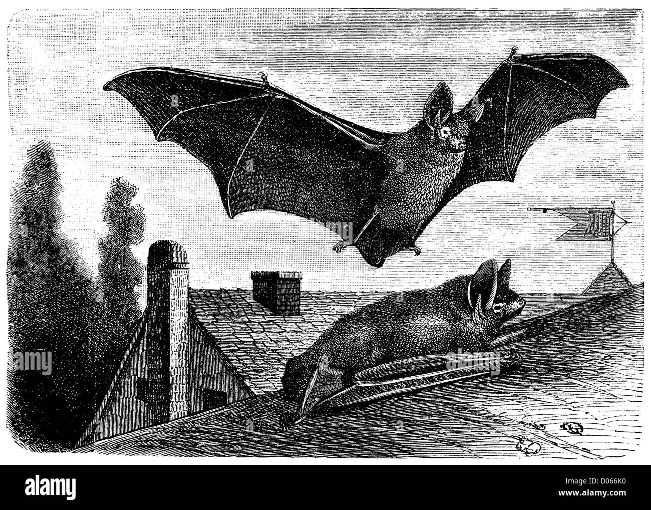 Bat illustrations hi-res stock photography and images - Alamy