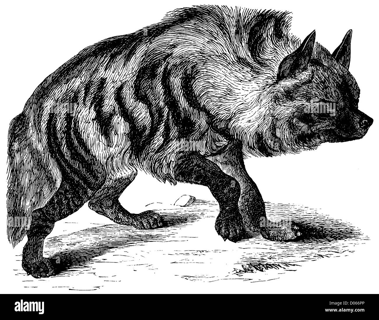 Striped hyena, striped hyaena Stock Photo - Alamy
