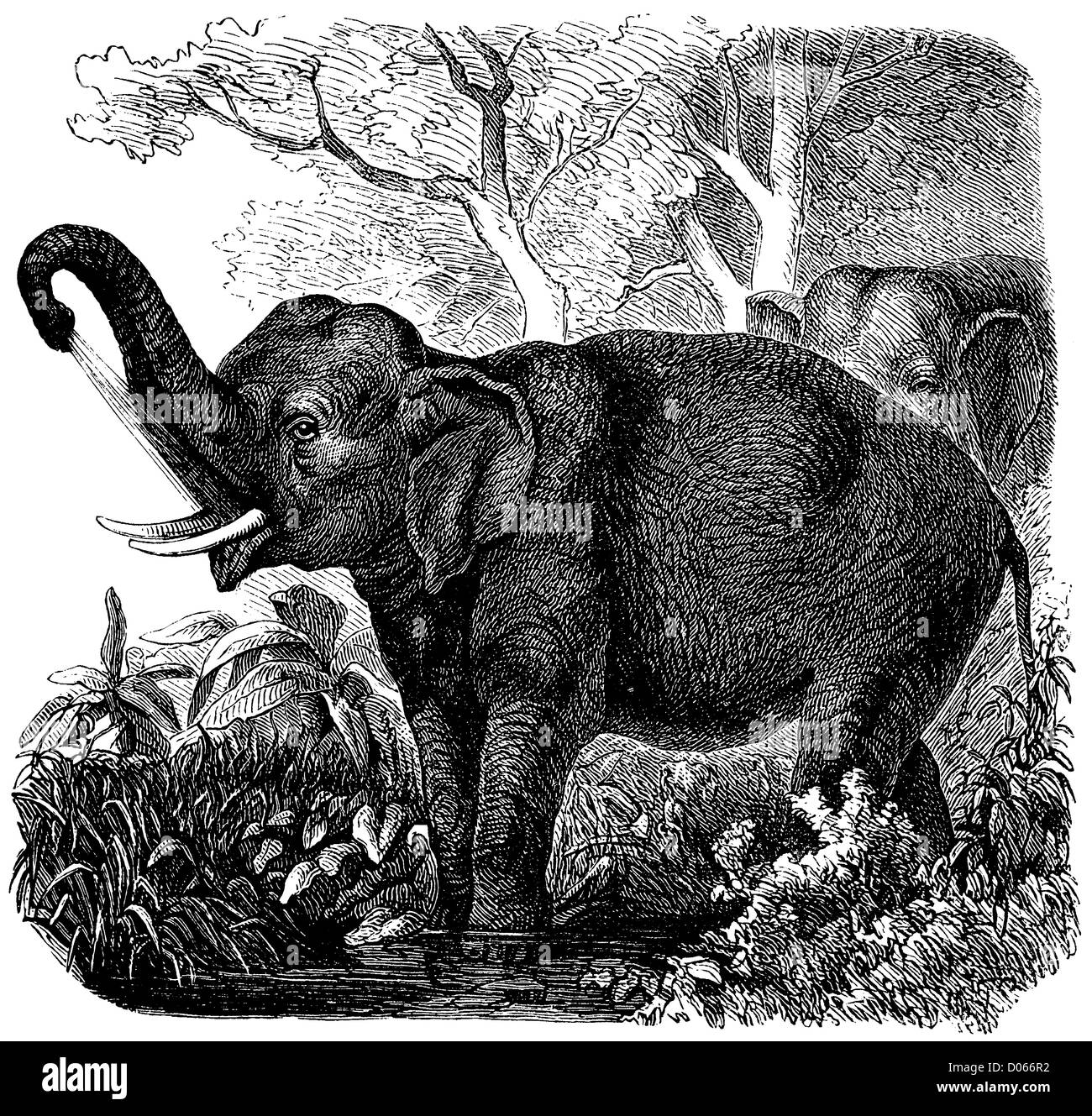 Indian elephant Black and White Stock Photos & Images - Alamy